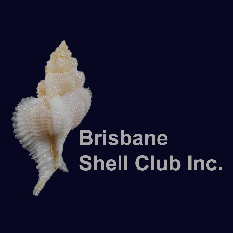 The Brisbane Shell Club – Queensland Science Network