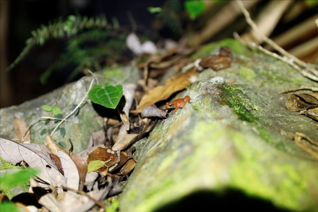 Tinkerfrogs Released at Kroombit ! – Queensland Science Network