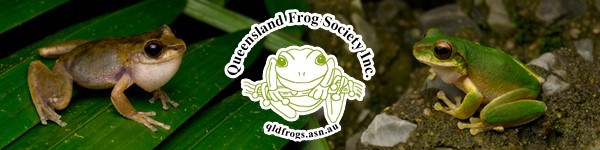 Tinkerfrogs Released at Kroombit ! – Queensland Science Network