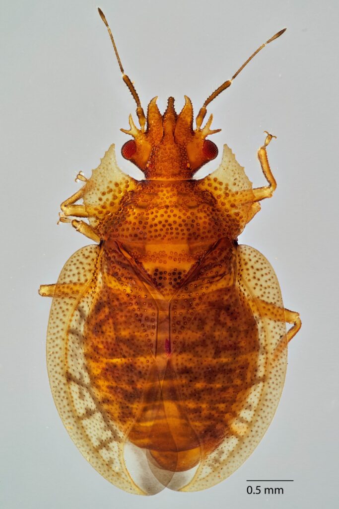 New species of palm bug described by a “Living Charles Darwin ...